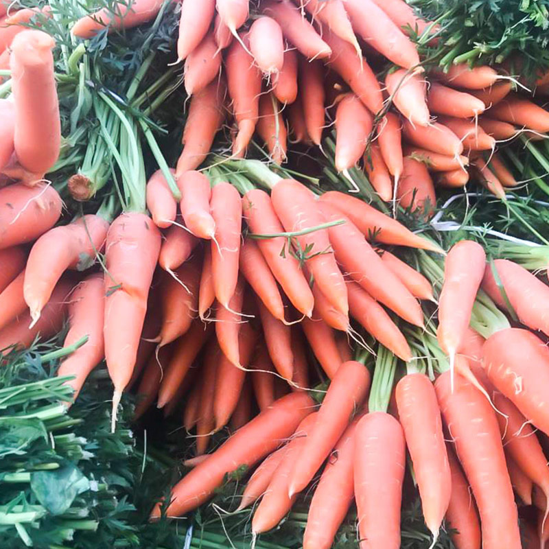 Carrots – Romir l.t.d