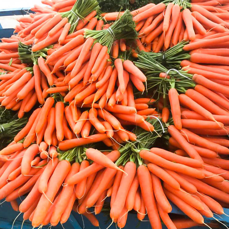 Carrots – Romir l.t.d