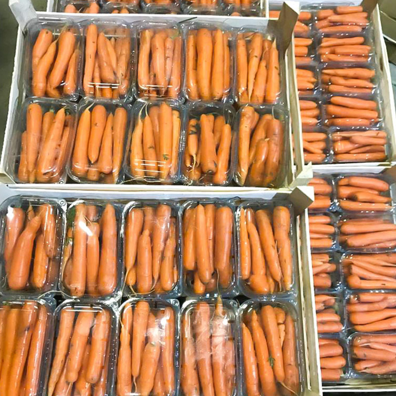 Carrots – Romir l.t.d