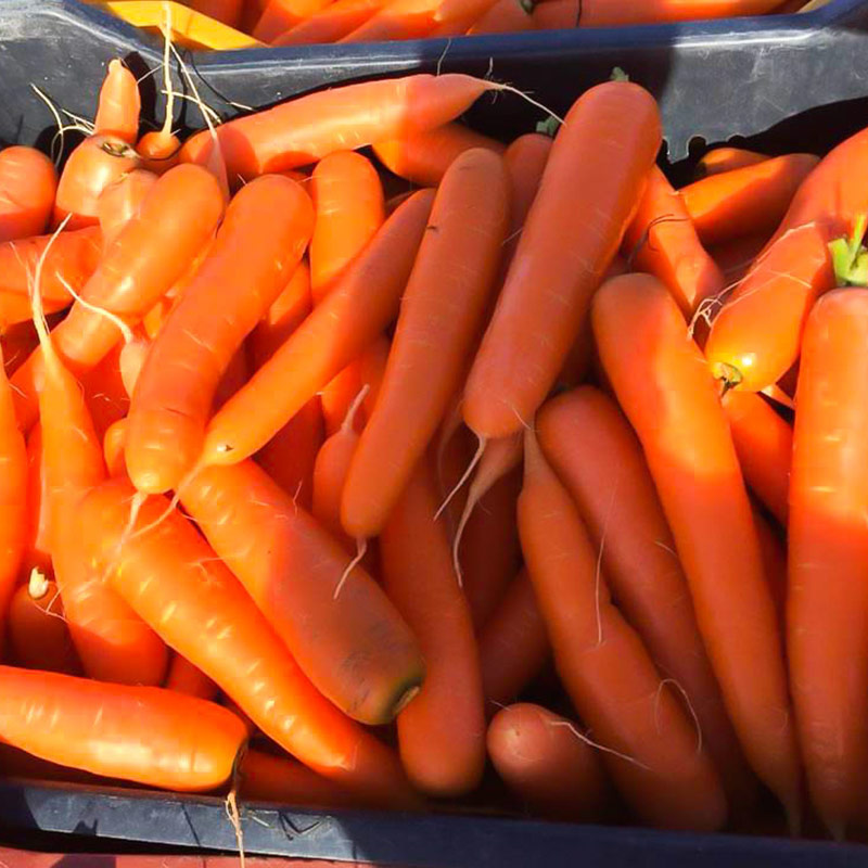 Carrots – Romir l.t.d