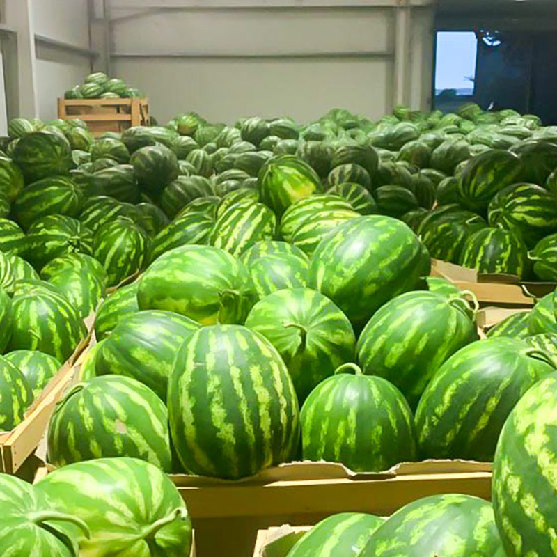 Watermelon – Romir l.t.d