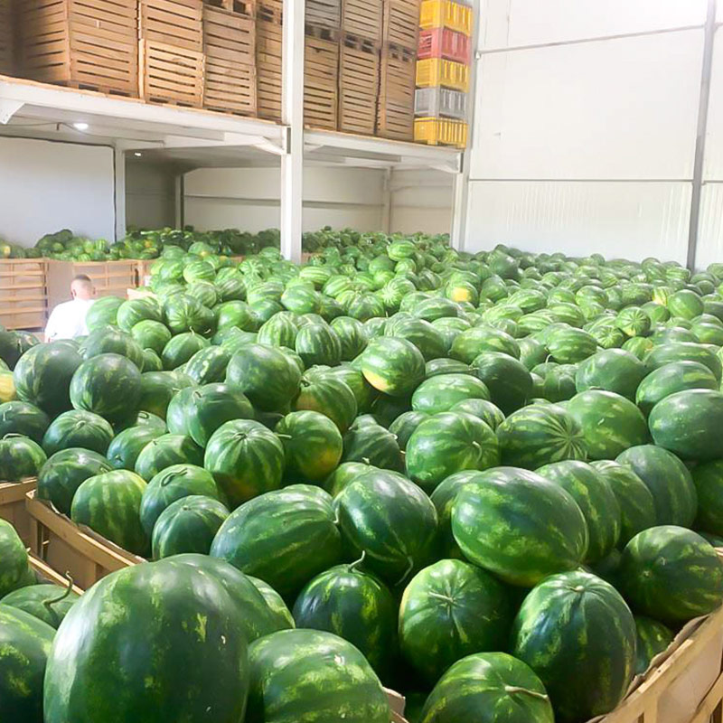 Watermelon – Romir l.t.d