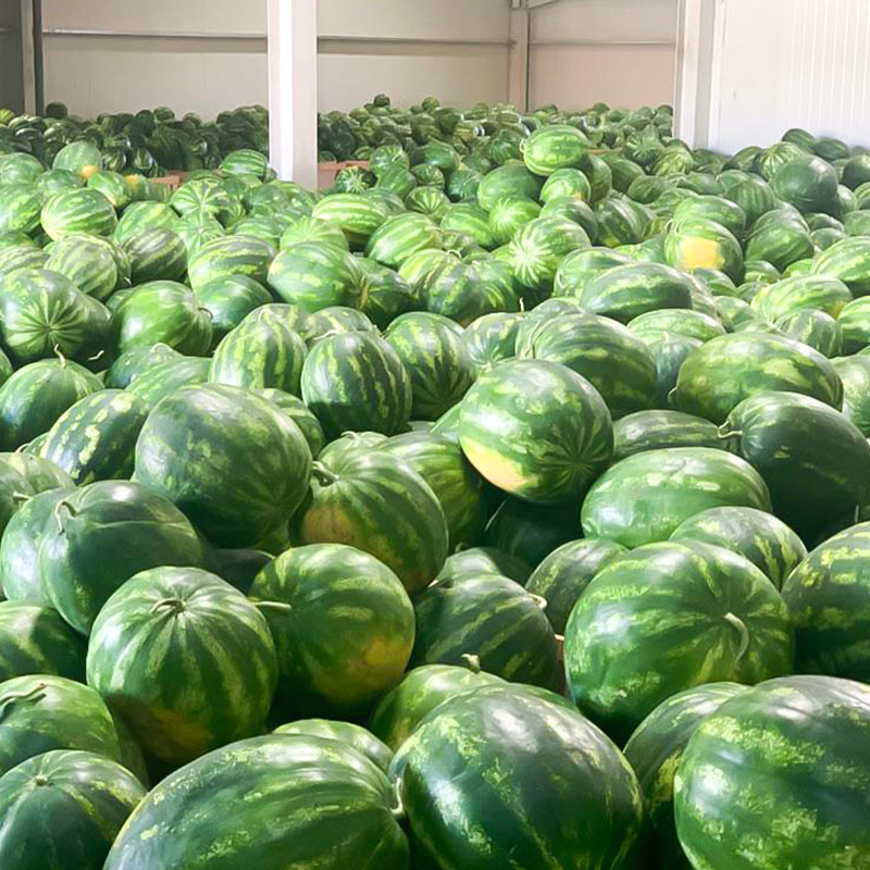 Watermelon – Romir l.t.d