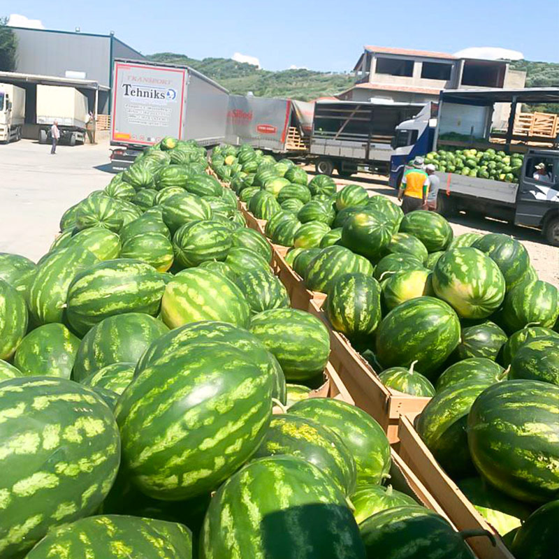 Watermelon – Romir l.t.d