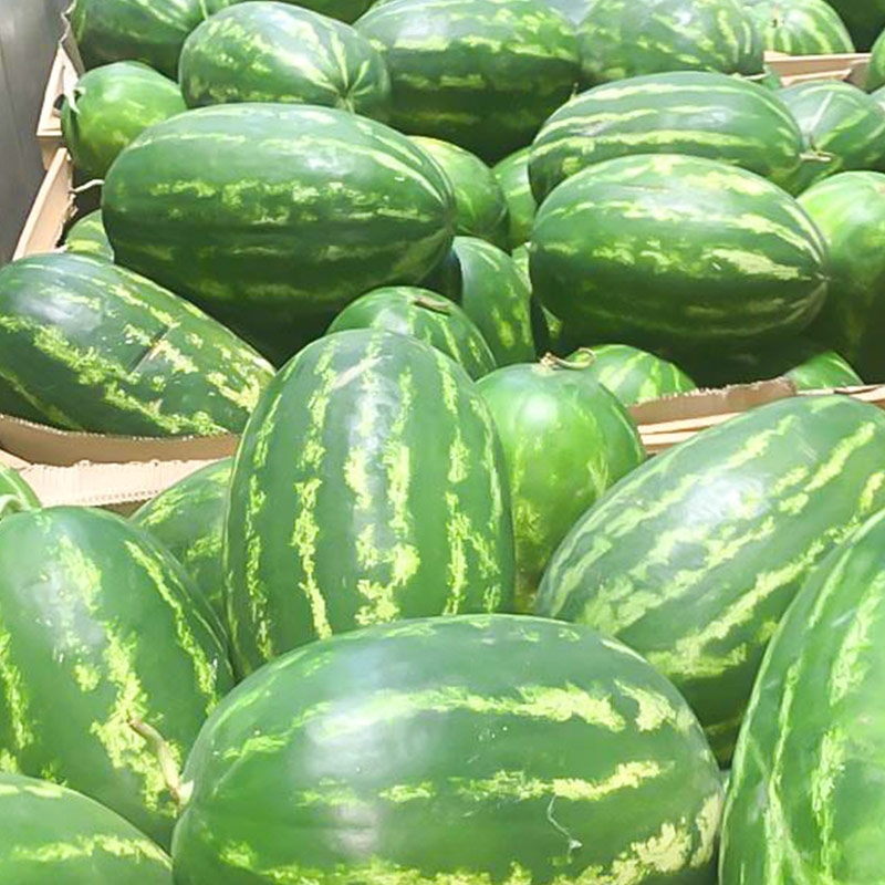 Watermelon – Romir l.t.d